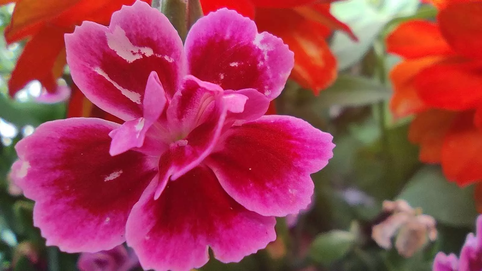 ծաղկի լուսանկար՝ արված մակրո սենսորով