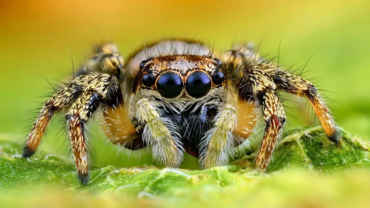 Makro snimka sićušnog pauka