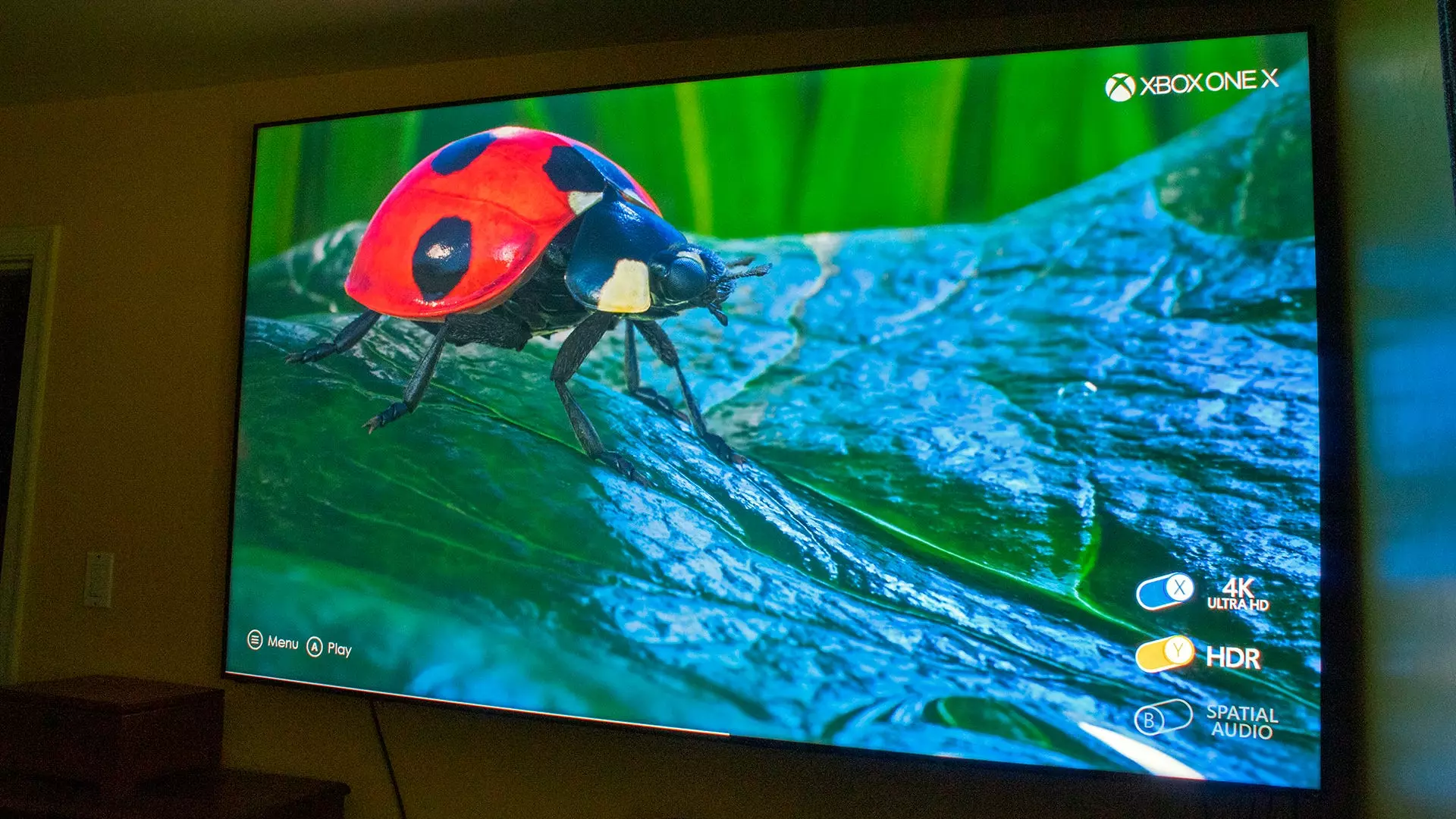 Ladybug fuq TV ġgant