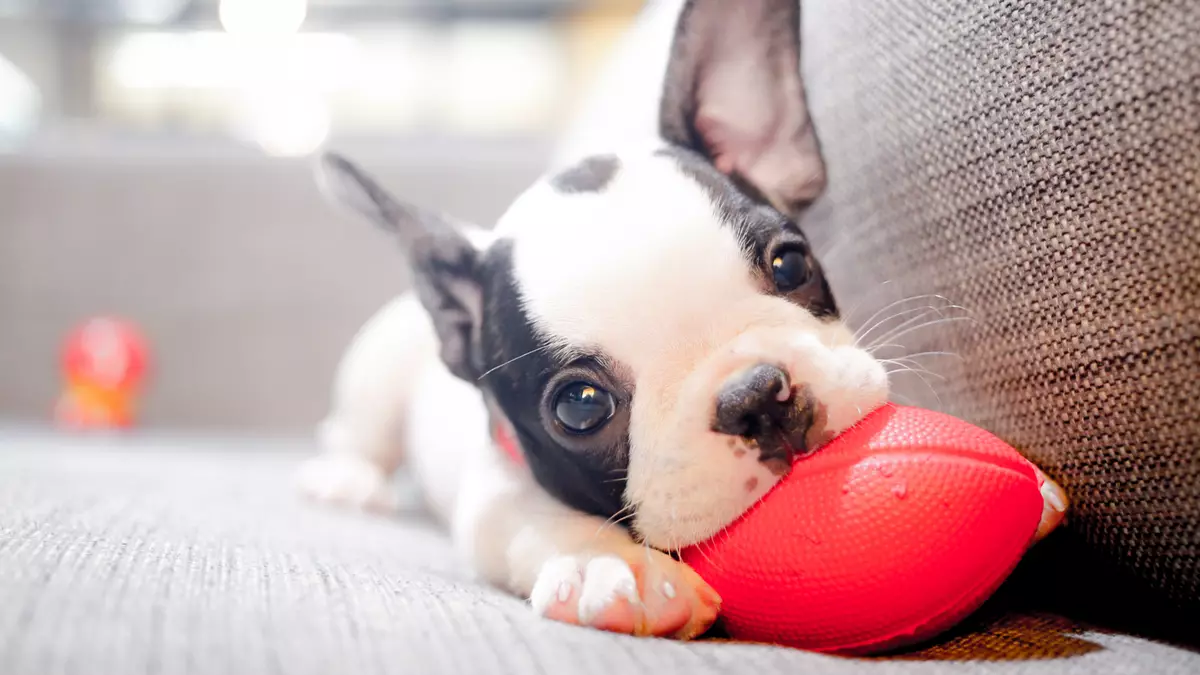 Bedste månedlige abonnementsbokse til hunde og hvalpe små mellemstore kæledyr