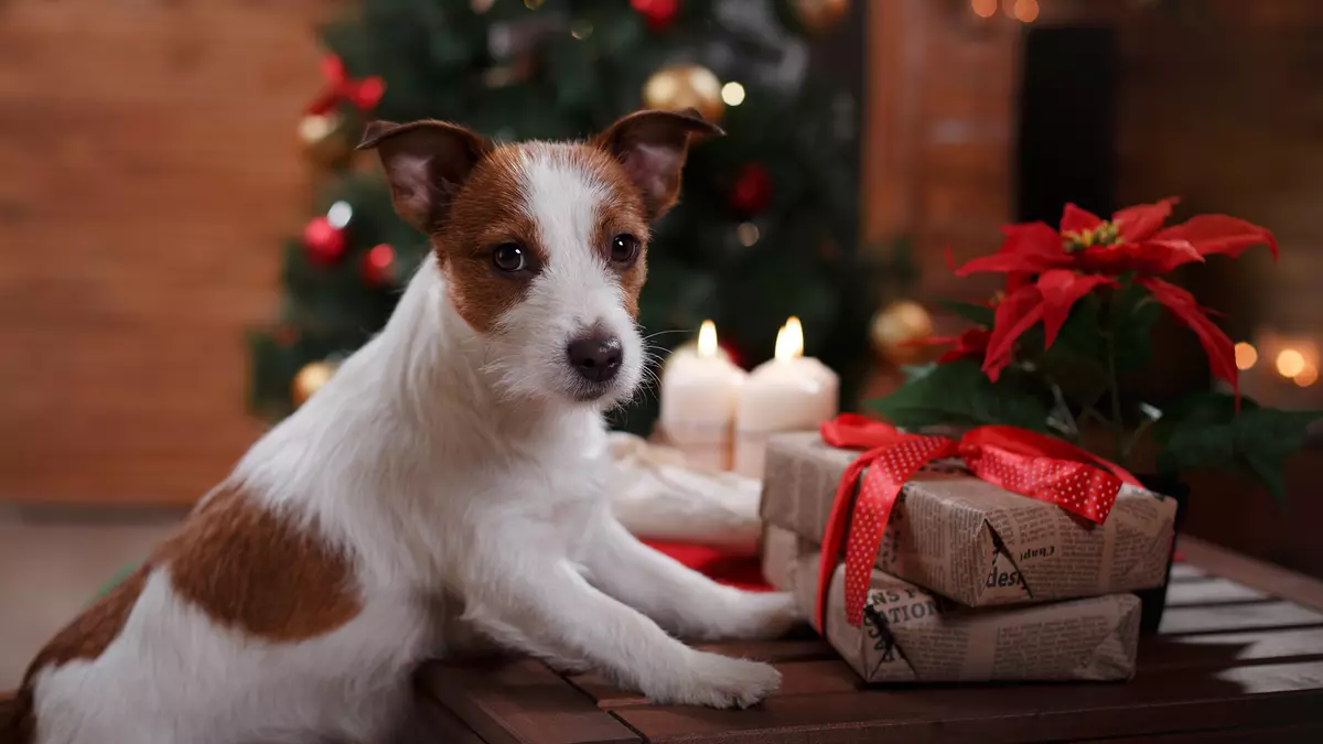 Jack Russell Terrier mrembo anasubiri kwa hamu ruhusa ya kufungua zawadi zake za Krismasi.