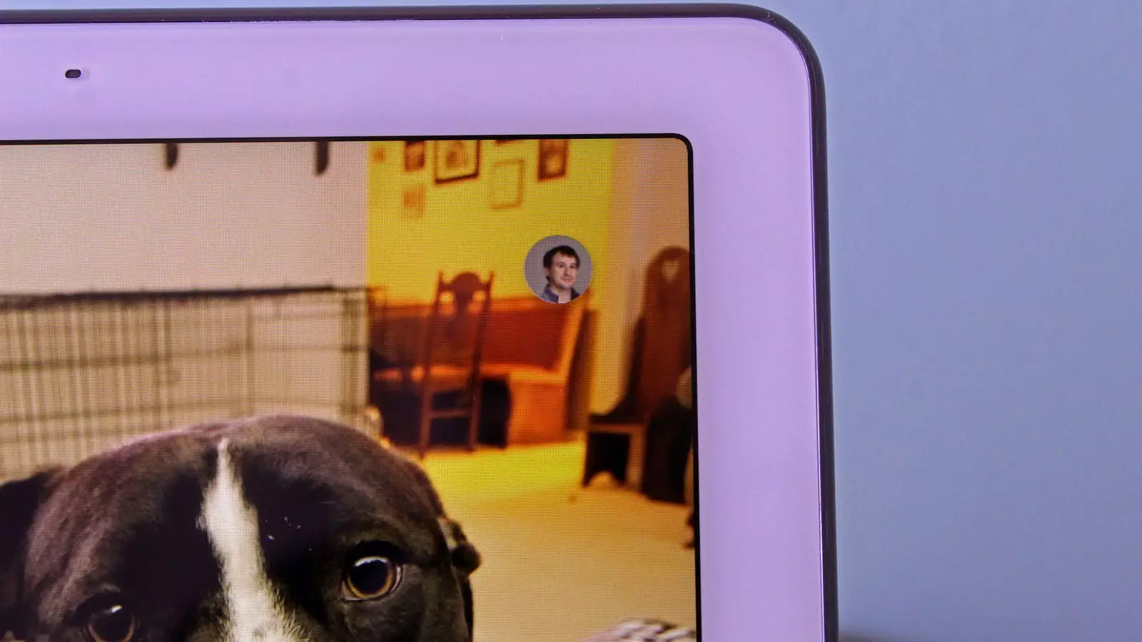 Seekor anjing di bingkai utama, dan foto profil penulis di sudut kanan atas layar Nest Hub Max.
