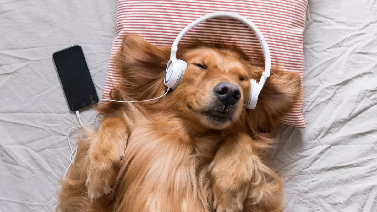 Một chú chó đeo tai nghe.