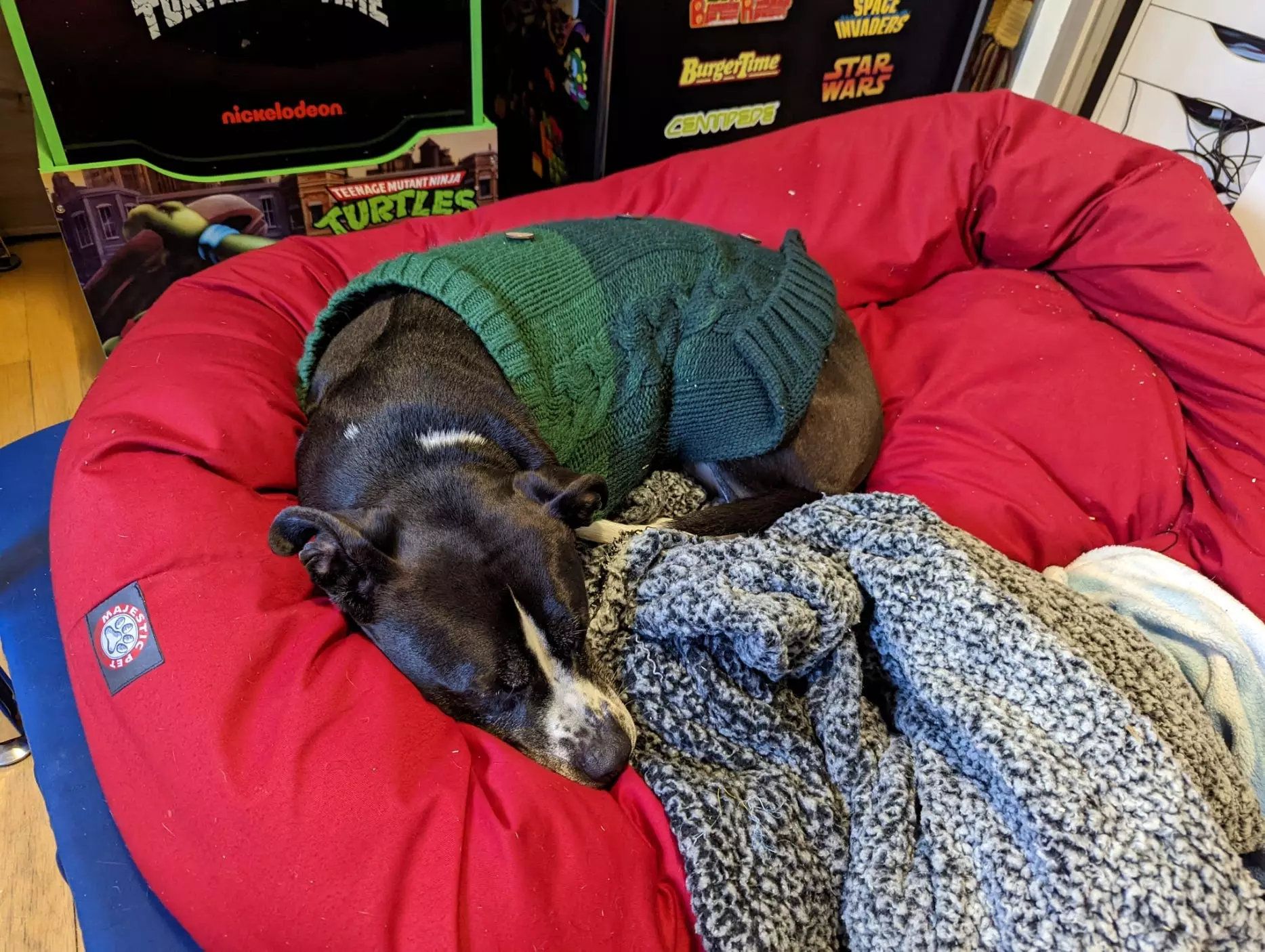 Ένας σκύλος που φορά ένα πουλόβερ σε ένα κόκκινο κρεβάτι