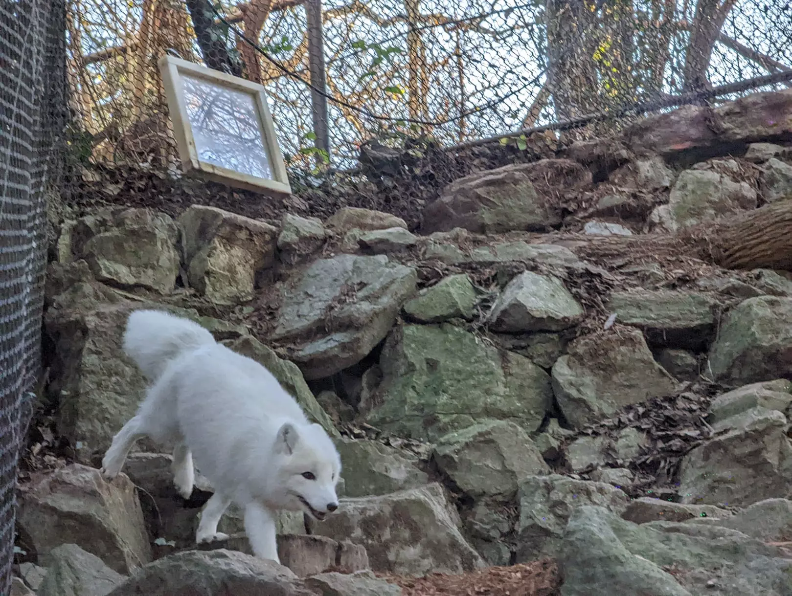 Un zorro de nieve en un corral de zoológico