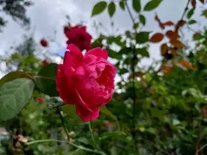 پھول کی تصویر۔