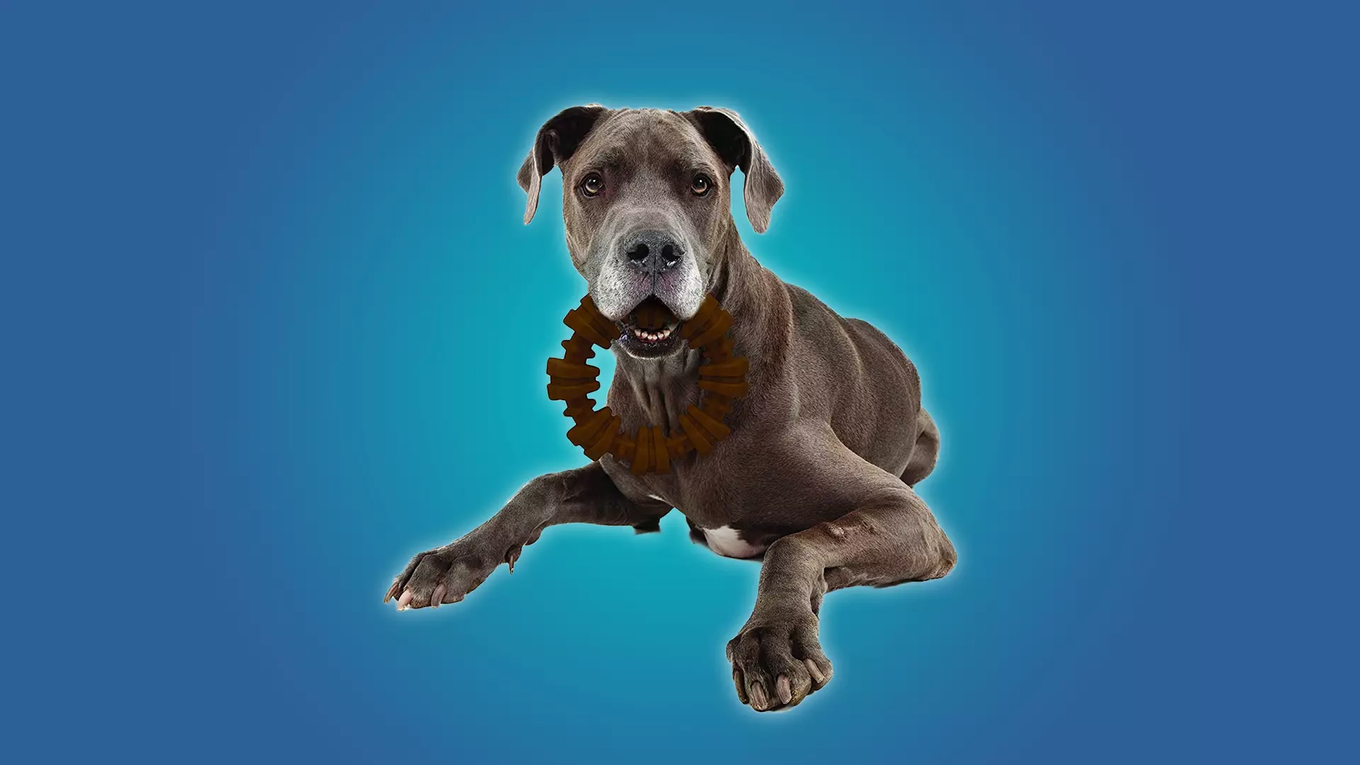 Os mellores xoguetes duradeiros para cans para o teu masticador destrutivo