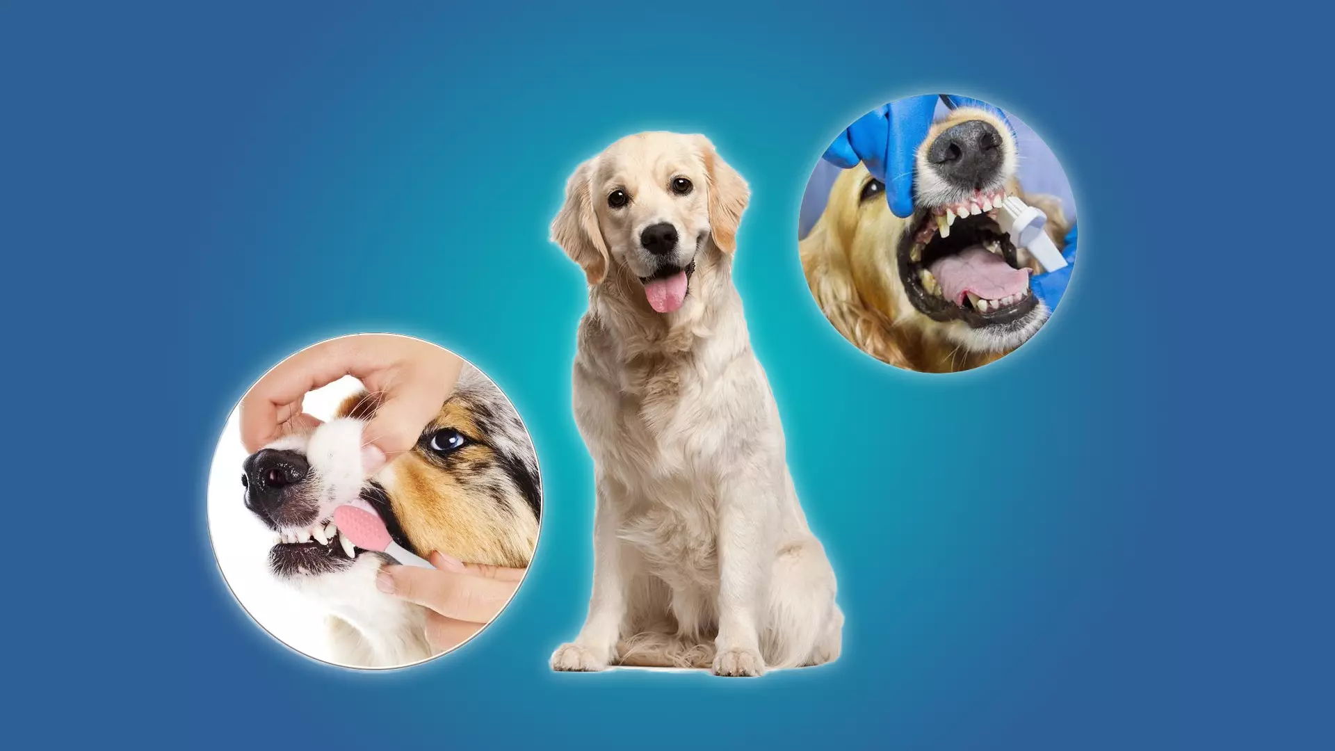Najboljše zobne ščetke za umazane zobe vašega psa