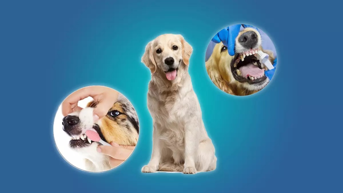 Nejlepší zubní kartáčky na špinavé zuby vašeho psa 9299_1