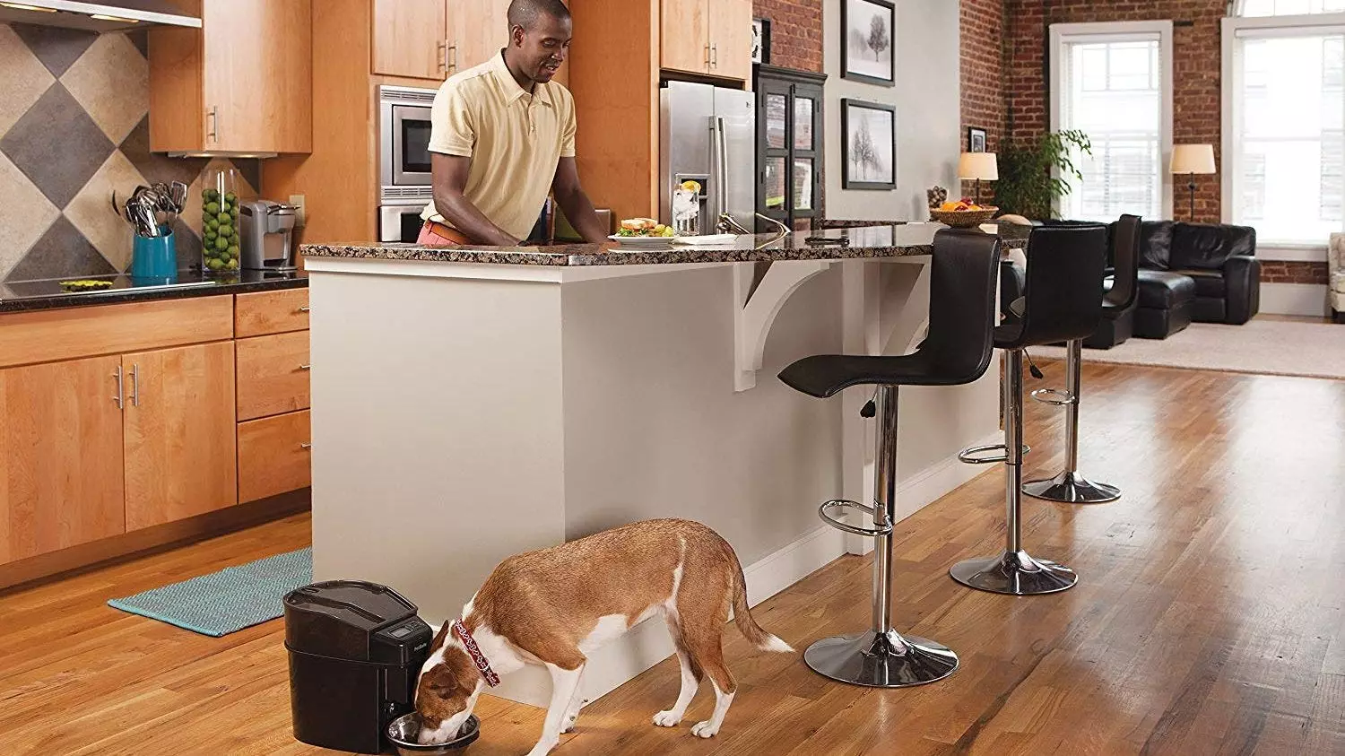 The Best Automatic Dog Food Dispensers